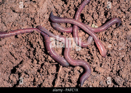 Common earthworm / lob worm (Lumbricus terrestris) burrowing into the ...