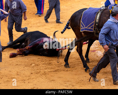 Matador and dead bull in bullfighting at Madrid Stock Photo - Alamy