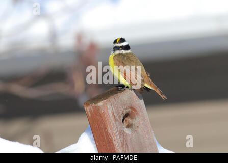 Great Kiskadee - A lost bird trying to overwinter in harsh South Dakota ...