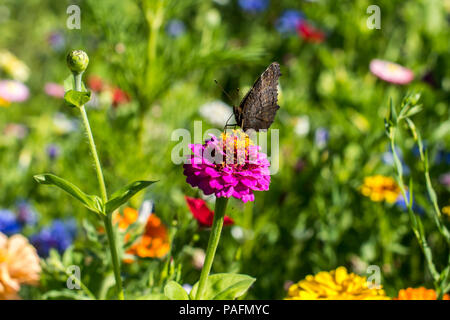 Gardening is the practice of growing and cultivating plants as part of ...