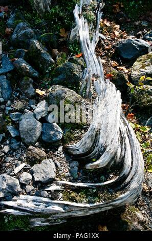 Bleached dead tree stump with forest background Stock Photo - Alamy
