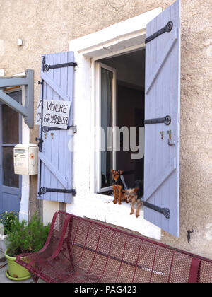 Two dogs sitting by the window watching the neighborhood, with ...