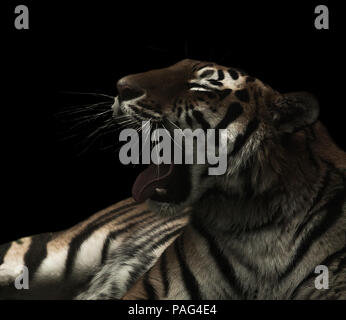 Angry growling tiger isolated on black background Stock Photo - Alamy