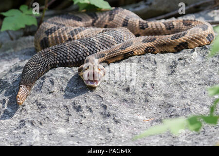 A canebrake rattlesnake, Crotalus horridus, resetting its jaws and ...