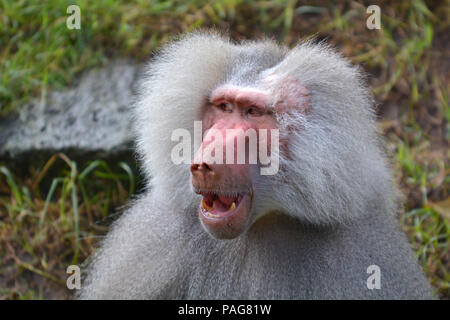 Aggressive male African Hamadryas baboon (Papio hamadryas) growling ...