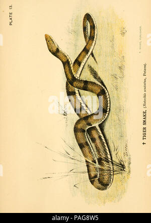 A popular account of Australian snakes Stock Photo - Alamy