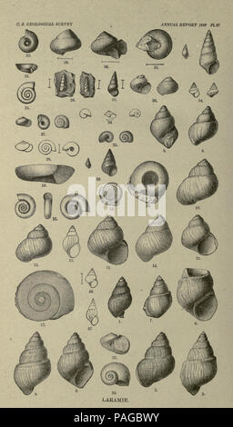 A review of the non-marine fossil Mollusca of North America, Washington ...