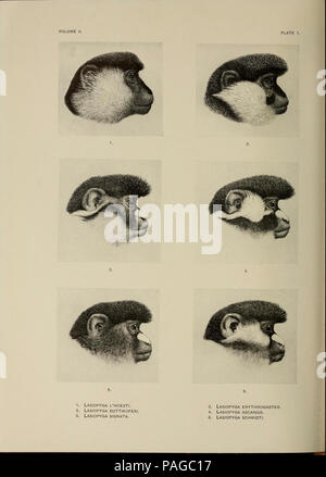 A review of the Primates, New York, American Museum of Natural History ...