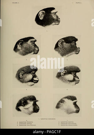 A review of the Primates, New York, American Museum of Natural History ...