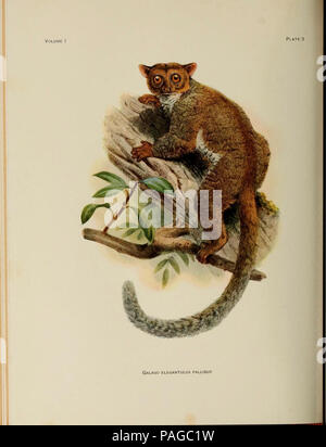 A review of the Primates, New York, American Museum of Natural History ...