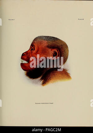 A Review of the Primates, New York, American Museum of Natural History ...