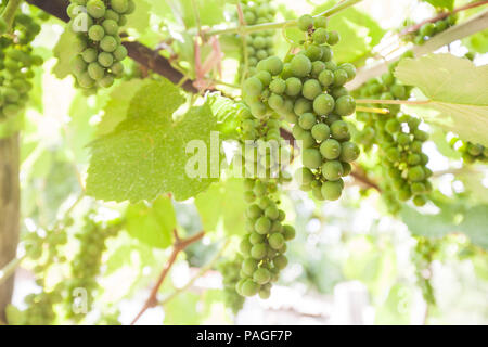 unripe branches of green grapes in vineyard,summer day, cultivated fruit in garden Stock Photo ...