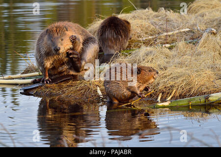 A wild beaver "Castor canadensis", feeding on lily pads in a rural lake ...