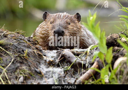 A close up image of an adult beaver "Castor canadensis", scratching ...