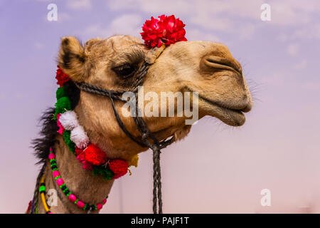 A decorated female camel on the annual festival Stock Photo - Alamy
