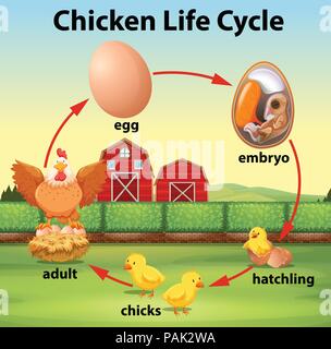 Poultry farming chicken life cycle raising birds from eggs embryo ...