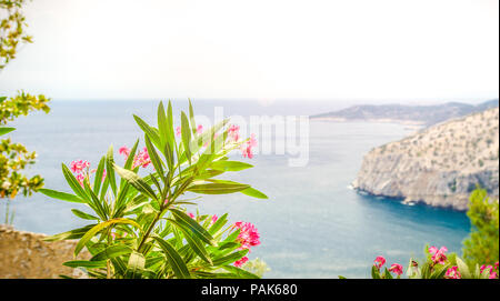 oleander (Nerium oleander), on the beach, Greece Stock Photo - Alamy