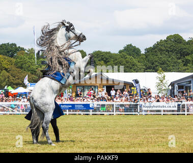 Atkinson Action Horses at the New Forest and Hampshire County Show in ...