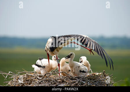White stork, stretching (Ciconia ciconia), France Stock Photo - Alamy