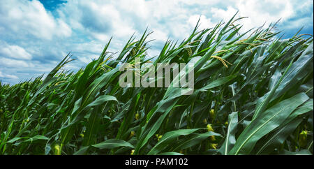 Corn field and stormy sky, strong wind is blowing and bending plants in ...