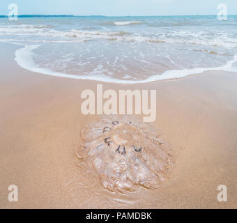 Jellyfish in shallow water Stock Photo - Alamy