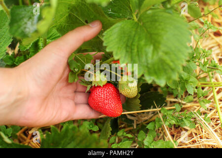 Hand holding an unripe green strawberry in a garden Stock Photo - Alamy