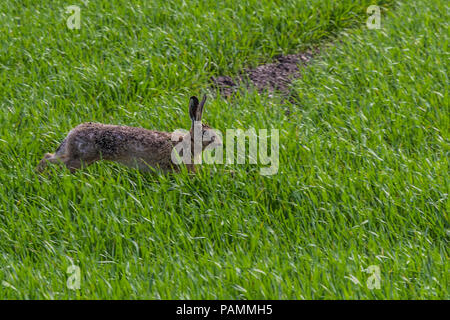 A wild Rabbit running a ground Stock Photo - Alamy
