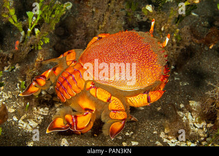 The Kona Crab, Ranina ranina, is in the frog crab family and are ...