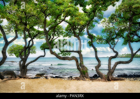 Heliotrope trees and surf on Kikaua Beach. Hawaii, The Big Island Stock ...