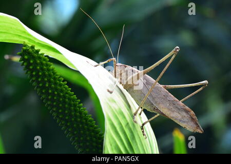 Long-legged katydid explores the gardens Stock Photo - Alamy