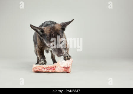 Dog chewing raw bone meat. Natural BARF food for healthy life Stock ...