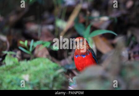 Blue-banded Pitta (Erythropitta arquata) in Sabah, Borneo,Malaysia ...