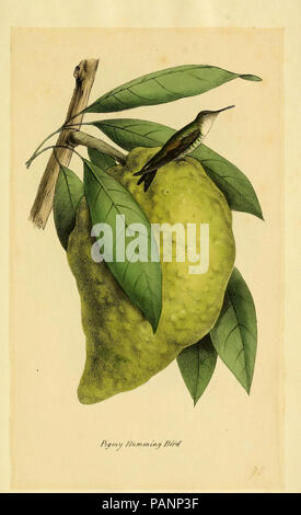 A selection of the birds of Brazil and Mexico : the drawings London :H ...
