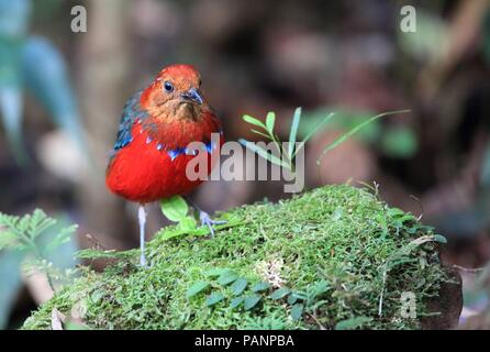 Blue-banded Pitta (Erythropitta arquata) in Sabah, Borneo,Malaysia ...