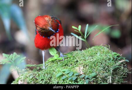 Blue-banded Pitta (Erythropitta arquata) in Sabah, Borneo,Malaysia ...