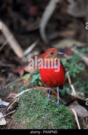 Blue-banded Pitta (Erythropitta arquata) in Sabah, Borneo,Malaysia ...