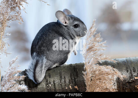 Chinchilla (Chinchilla chinchilla). Adult male jumping from one log to ...