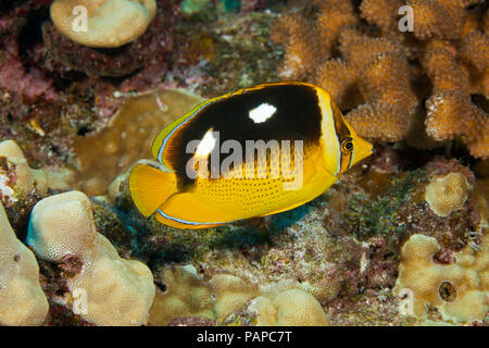 The fourspot butterflyfish, Chaetodon quadrimaculatus, has two spots on ...