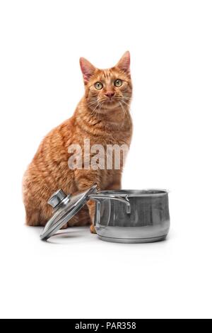 Ginger cat eating out of a cooking pot Side view isolated on white ...