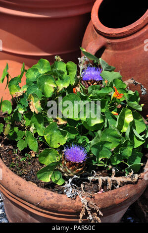 Wonderful courtyard garden in the South of France. Property released ...