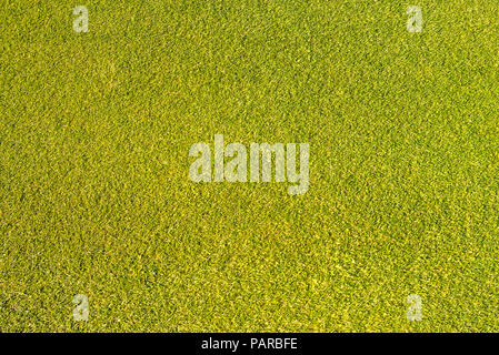 Green texture, nature background, green field closeup Stock Photo - Alamy