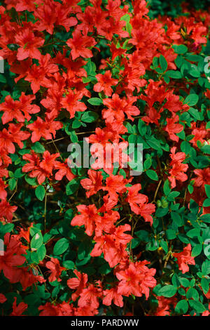 Big red azalea bush in the garden. Season of flowering azaleas Stock ...