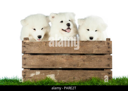 Samoyed Puppies in a box Stock Photo - Alamy