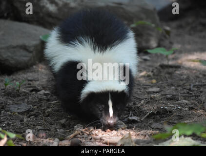 Up close look at the face of a skunk Stock Photo - Alamy