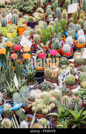 Collection of cactus and succulent plants in pot outdoor. Potted cactus ...