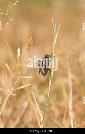 Predatory flies mating Stock Photo - Alamy
