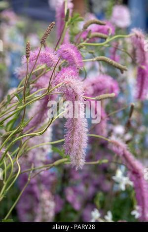 Sanguisorba hakusanensis Lilac Squirrel,purple,lilac,planting,scheme ...
