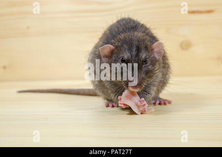 A rat eats lard on a wooden table Stock Photo - Alamy