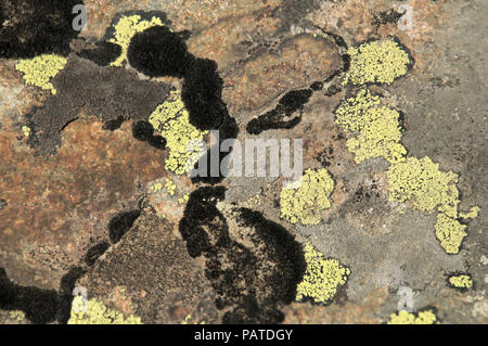 Encrusting lichens on stones in Valais, Swiss Alps Stock Photo - Alamy