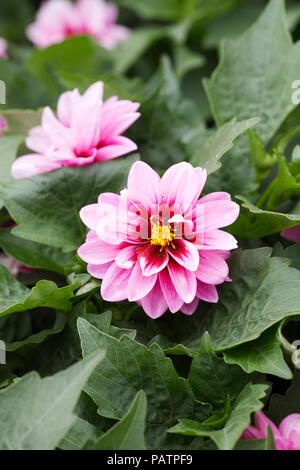 Dark red double dahlia with yellow centre Stock Photo - Alamy